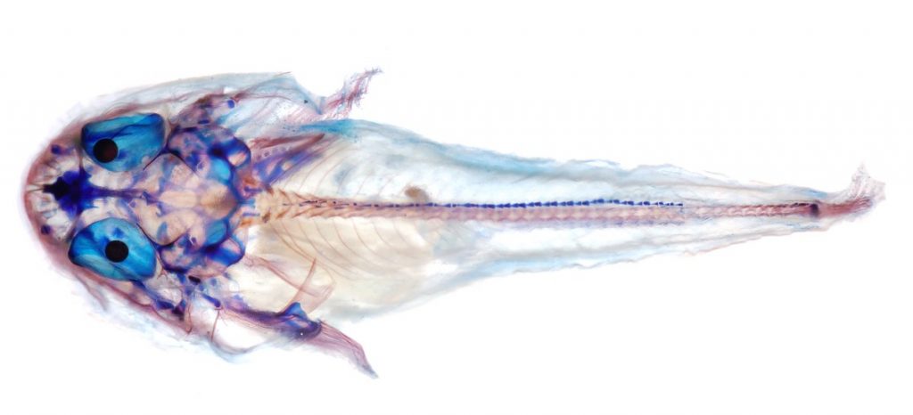 Skeletons and Sea-Creatures: Learning about the Blobfish! – What's New ...